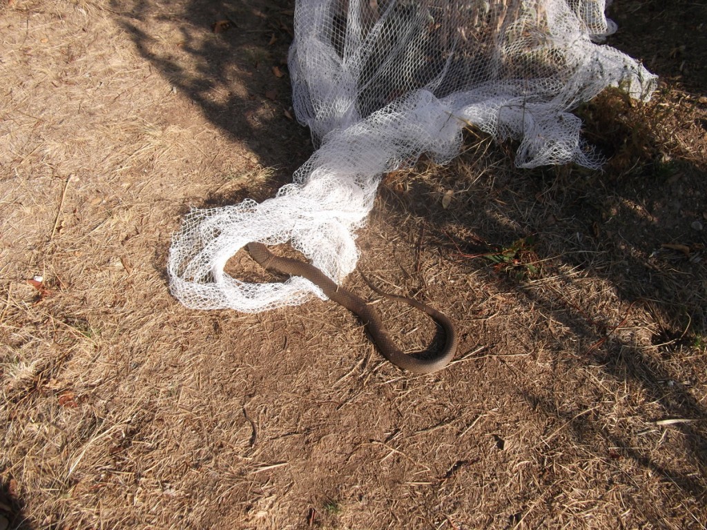 Don’t try this yourself! | Friends of the Box-Ironbark Forests