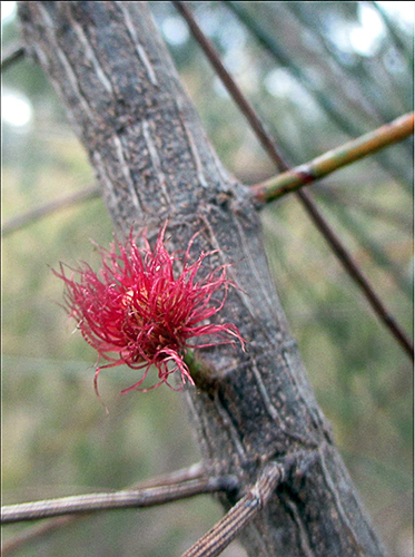 Frances Cincotta 20 hrs · female flower of Drooping She-oak in ...