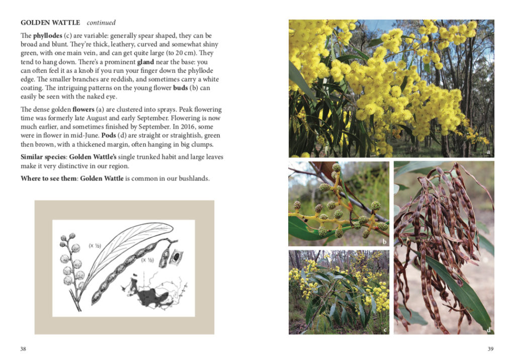 Reminder: Wattle book launch next Saturday | Friends of the Box ...