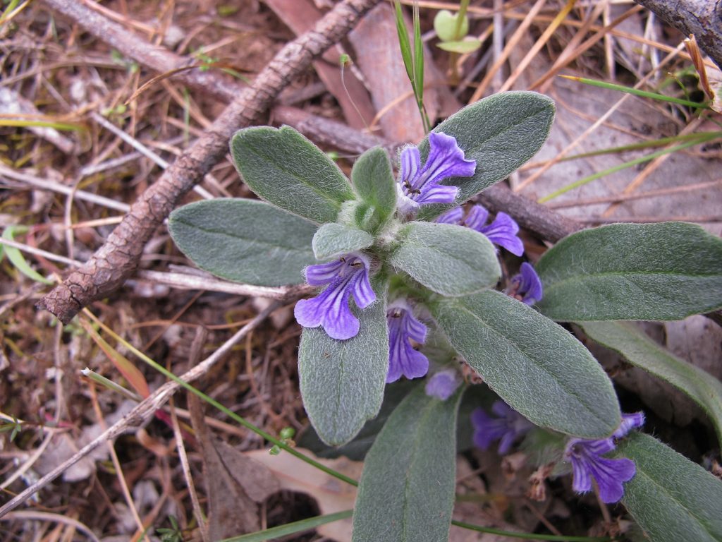 Austral Bugle Ajuga australis gough’s range 14 10 14 (3) | Friends of ...
