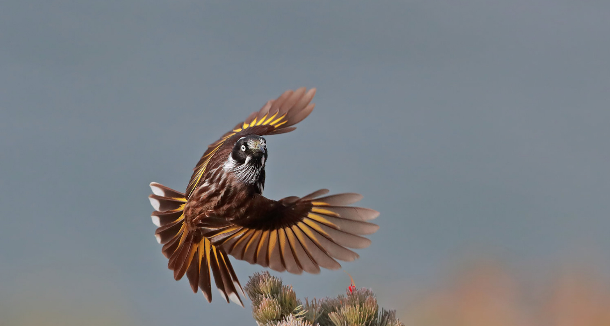 New annual bird photography competition | Friends of the Box-Ironbark ...