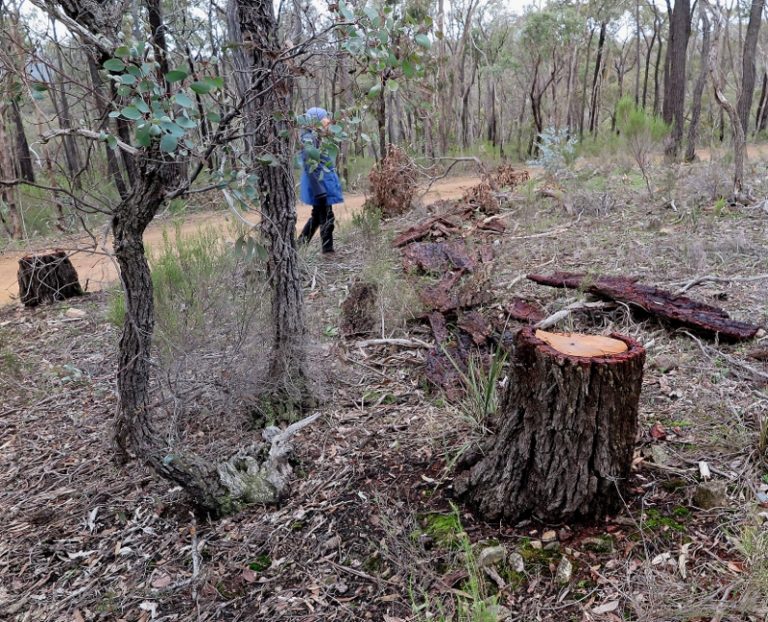 IMG_3811 (800×648) | Friends of the Box-Ironbark Forests