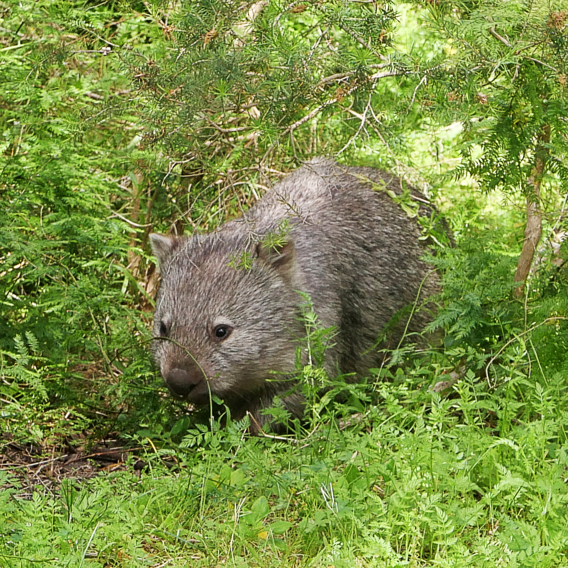Some good news . . . | Friends of the Box-Ironbark Forests