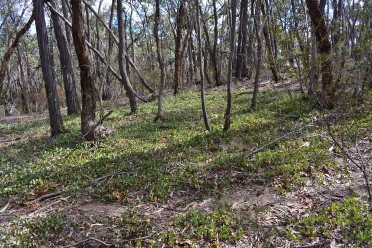 DSC_9101 | Friends of the Box-Ironbark Forests