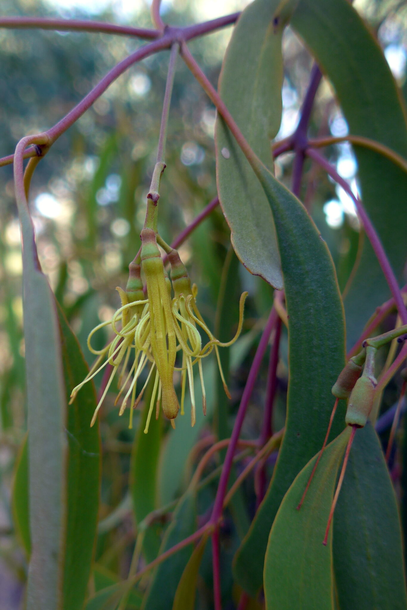Yellow-flowering Box Mistletoe! | Friends of the Box-Ironbark Forests