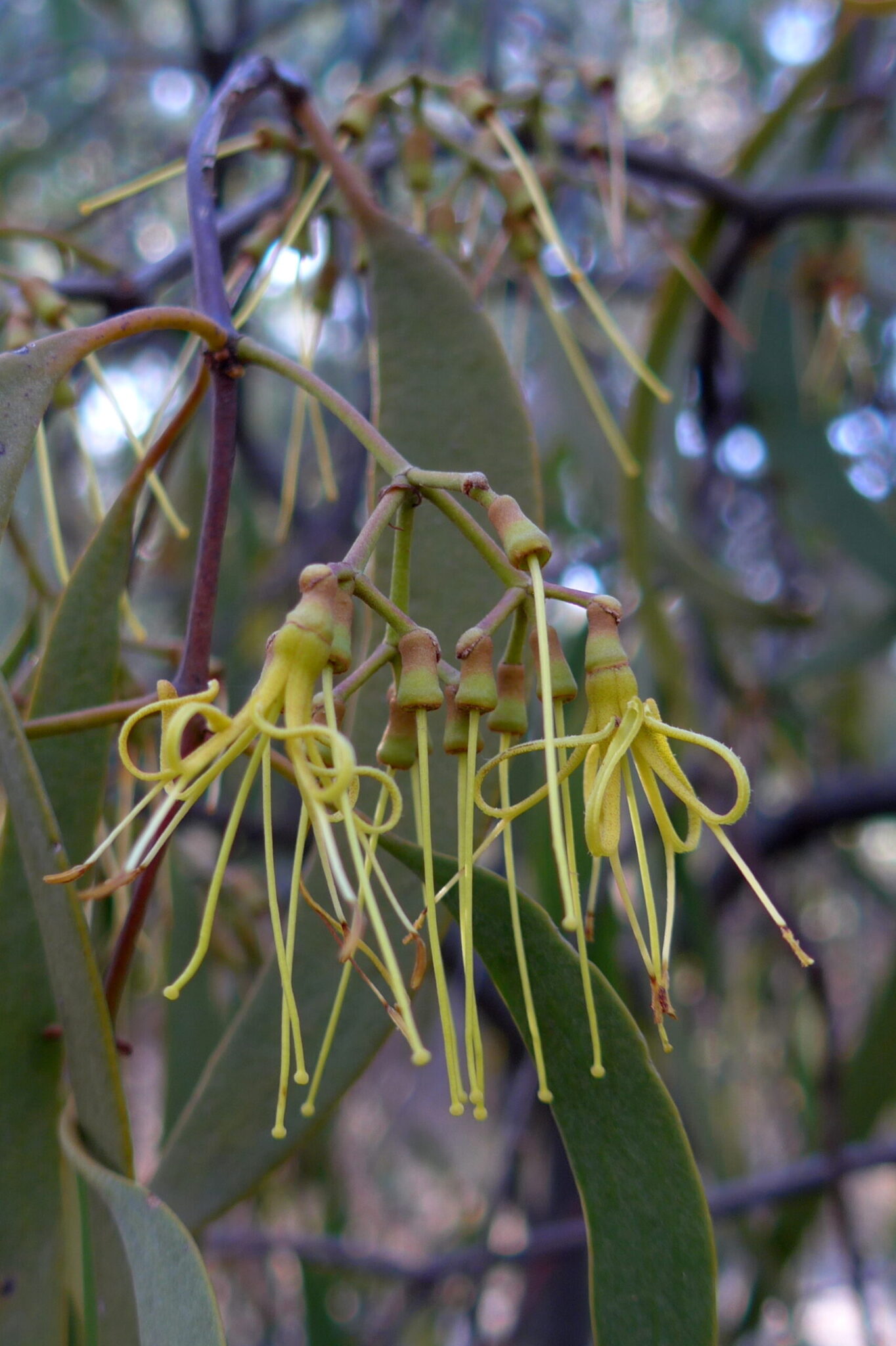 Yellow-flowering Box Mistletoe! | Friends of the Box-Ironbark Forests