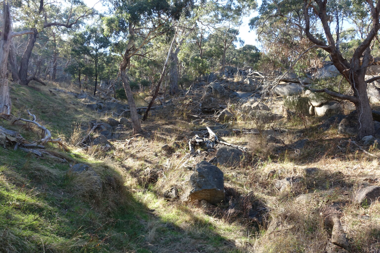 Friends of the Box-Ironbark Forests | Mount Alexander Region