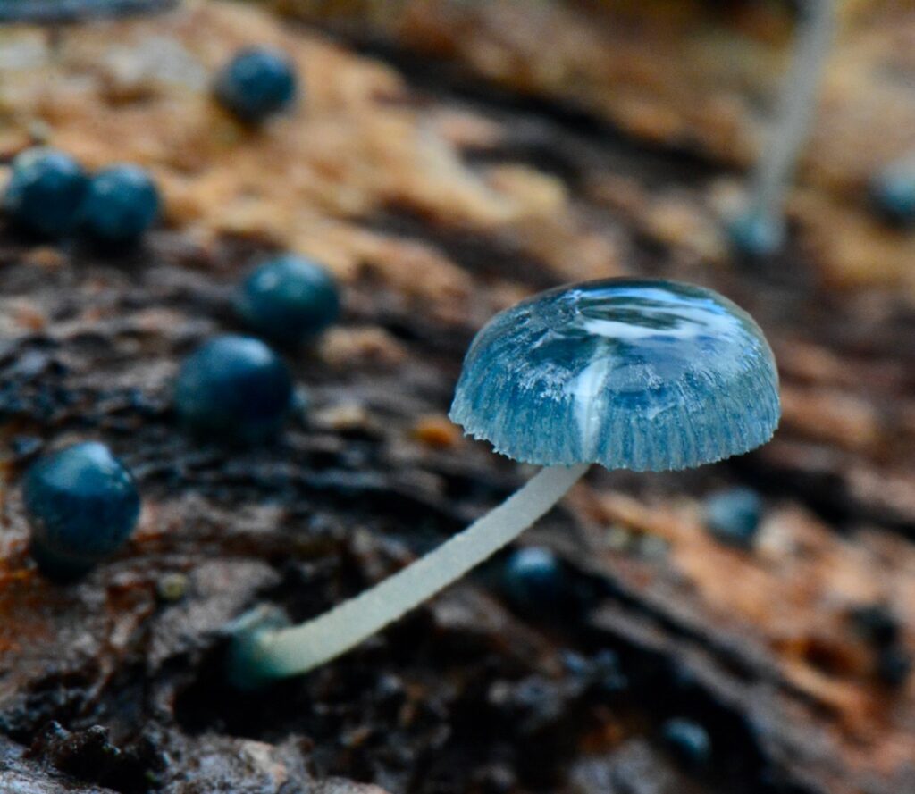 DSC_4924 | Friends of the Box-Ironbark Forests