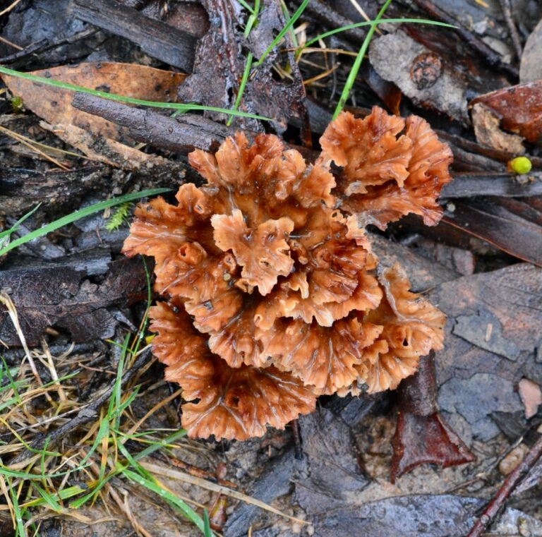 Friends of the Box-Ironbark Forests | Mount Alexander Region