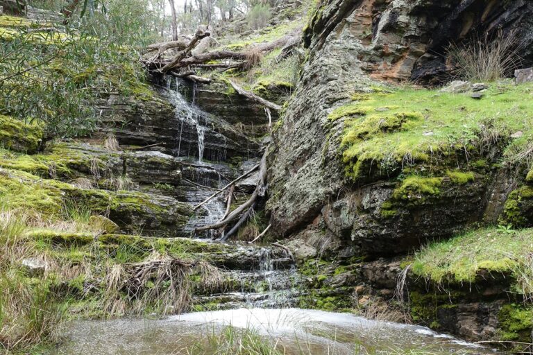 Friends of the Box-Ironbark Forests | Mount Alexander Region