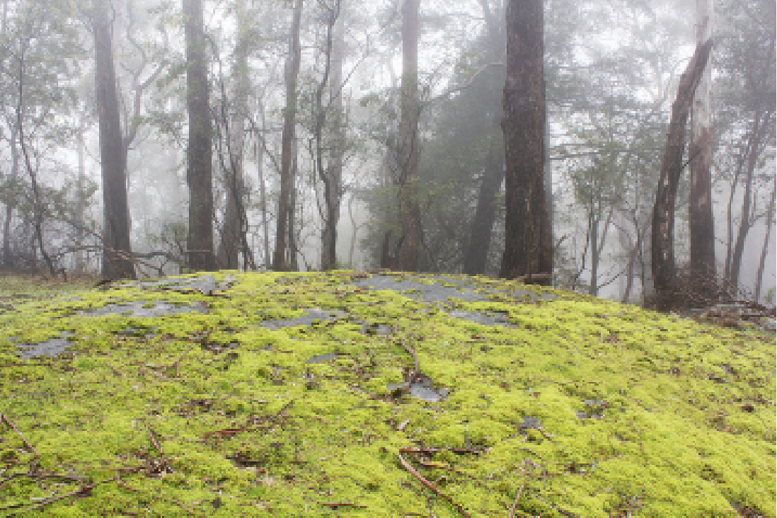 Moss greeting cards | Friends of the Box-Ironbark Forests