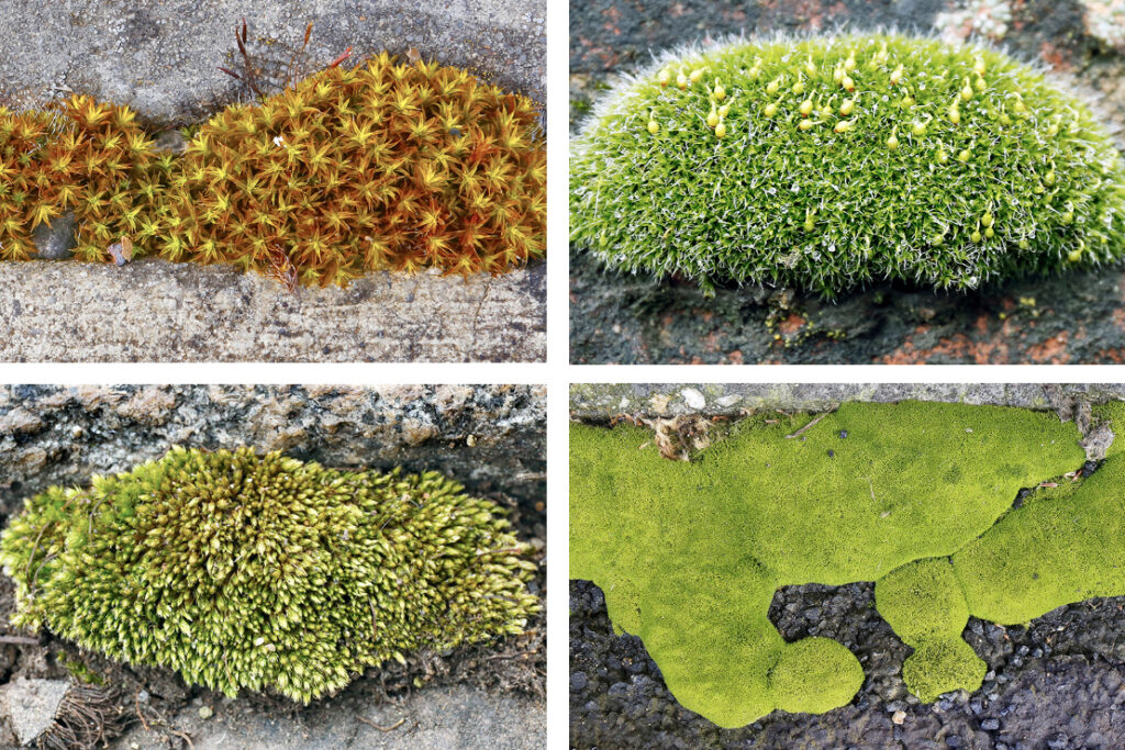 Friends of the Box-Ironbark Forests | Mount Alexander Region