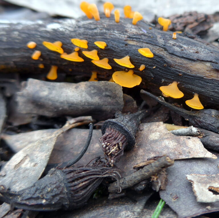 Friends of the Box-Ironbark Forests | Mount Alexander Region