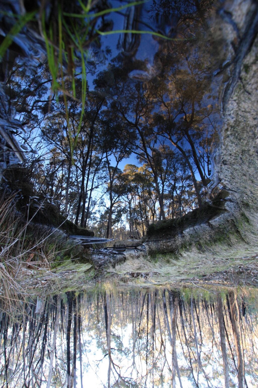 Friends of the Box-Ironbark Forests | Mount Alexander Region