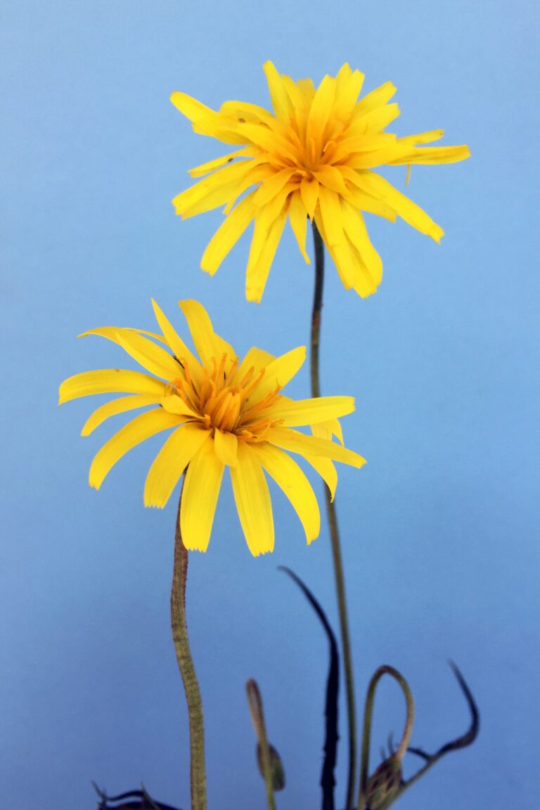 Friends of the Box-Ironbark Forests | Mount Alexander Region