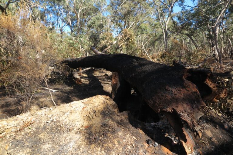 Friends of the Box-Ironbark Forests | Mount Alexander Region