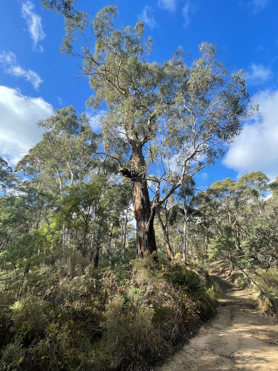 Friends of the Box-Ironbark Forests | Mount Alexander Region