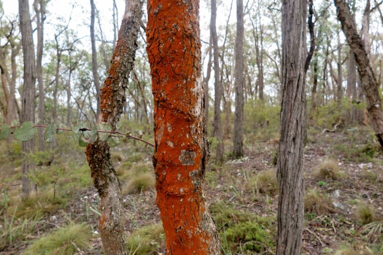 Friends of the Box-Ironbark Forests | Mount Alexander Region