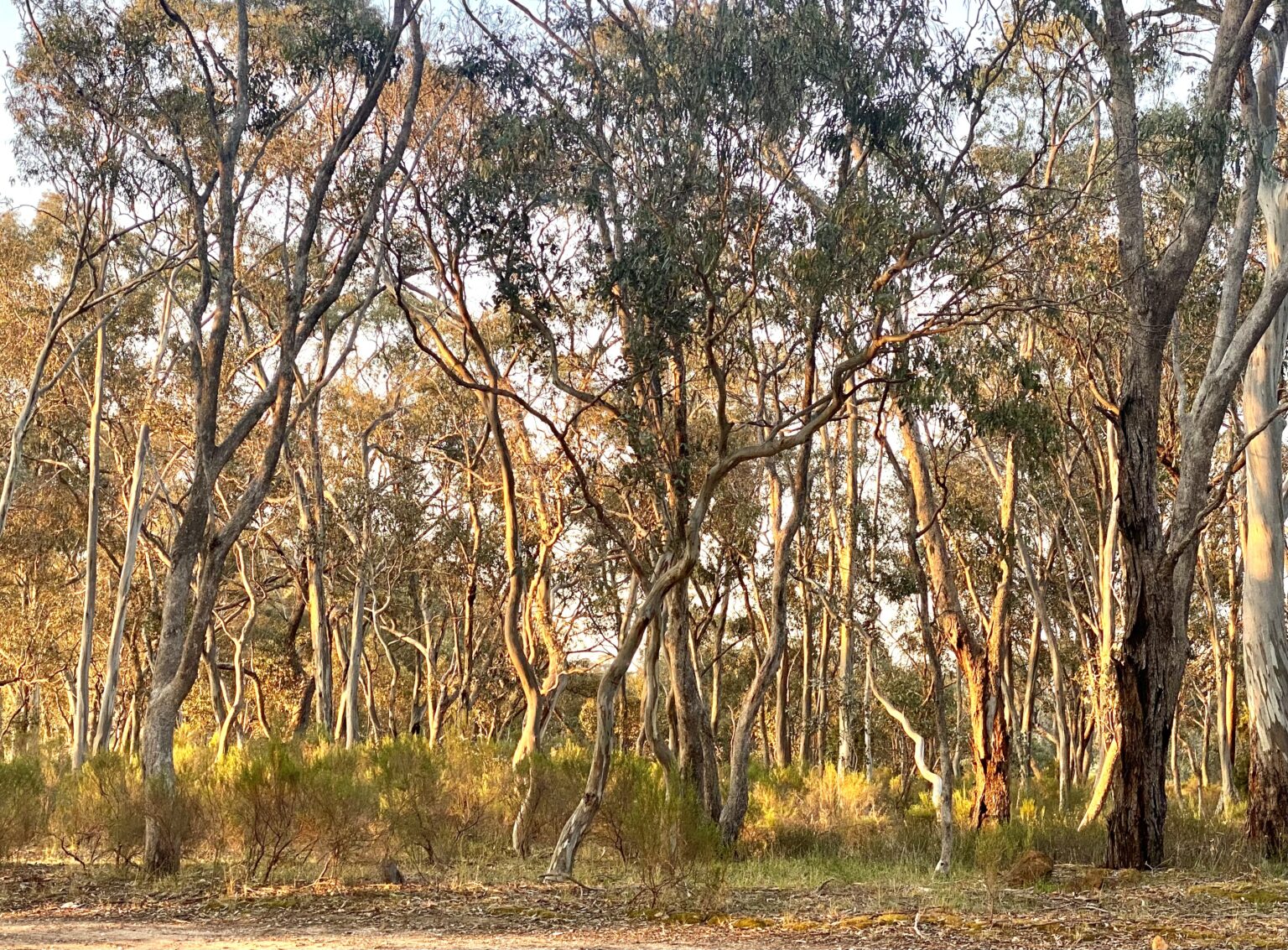 Friends of the Box-Ironbark Forests | Mount Alexander Region