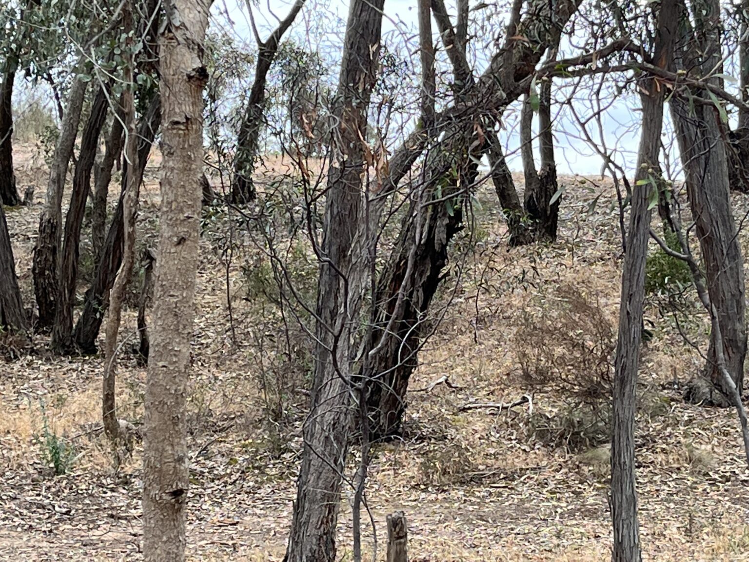 Friends of the Box-Ironbark Forests | Mount Alexander Region