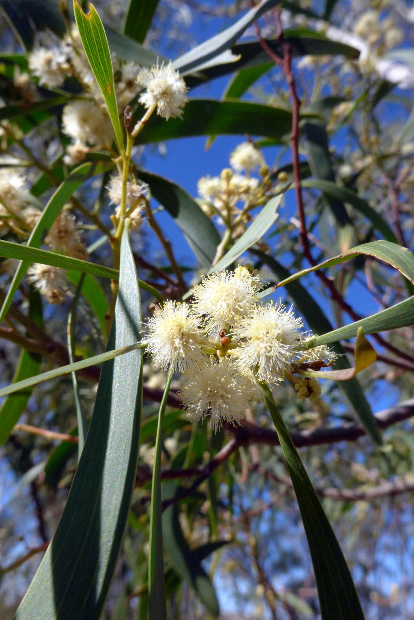 Friends of the Box-Ironbark Forests | Mount Alexander Region