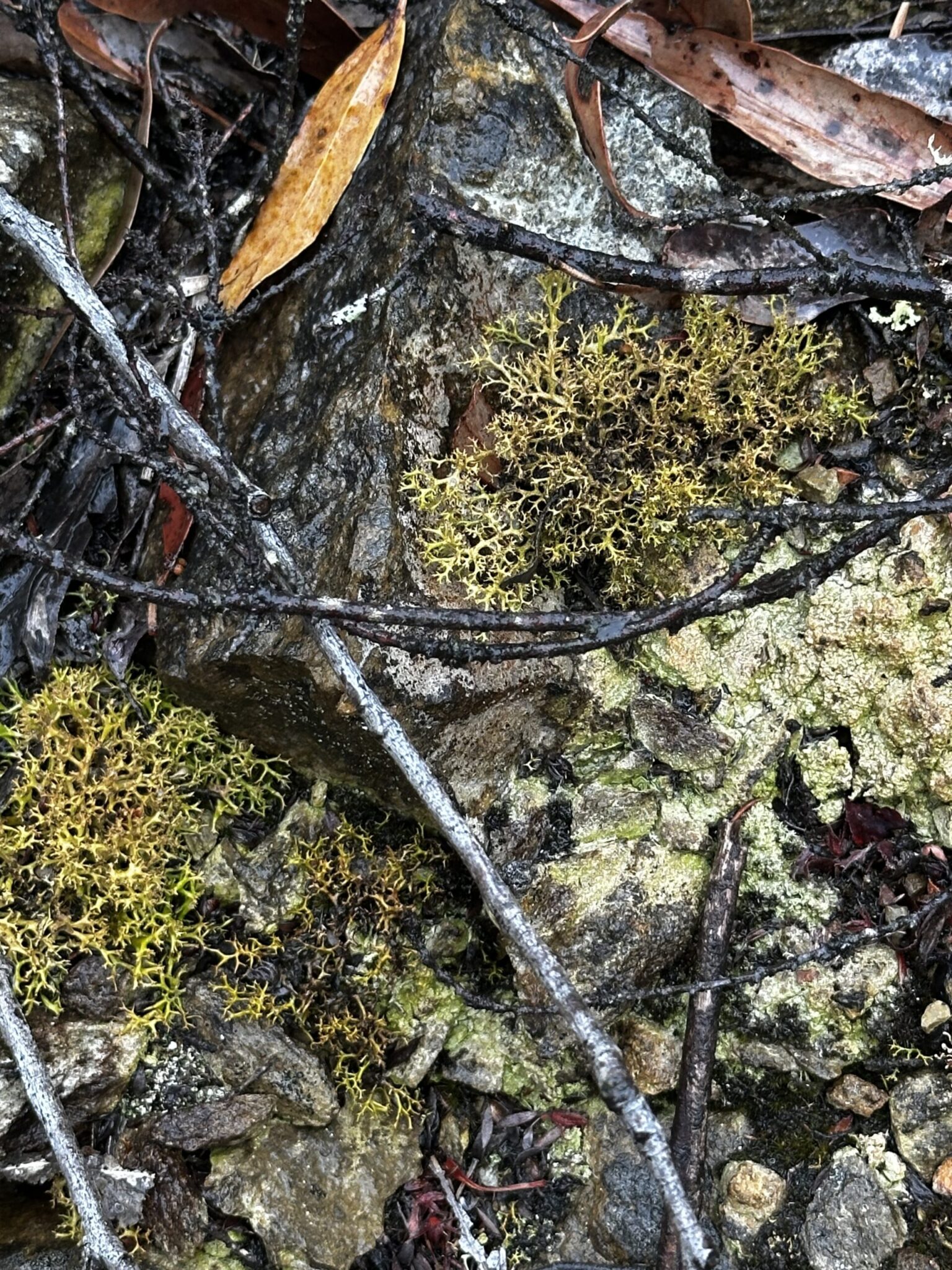 Friends of the Box-Ironbark Forests | Mount Alexander Region