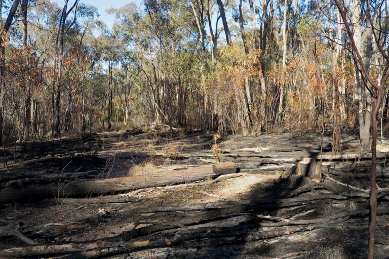 Friends of the Box-Ironbark Forests | Mount Alexander Region