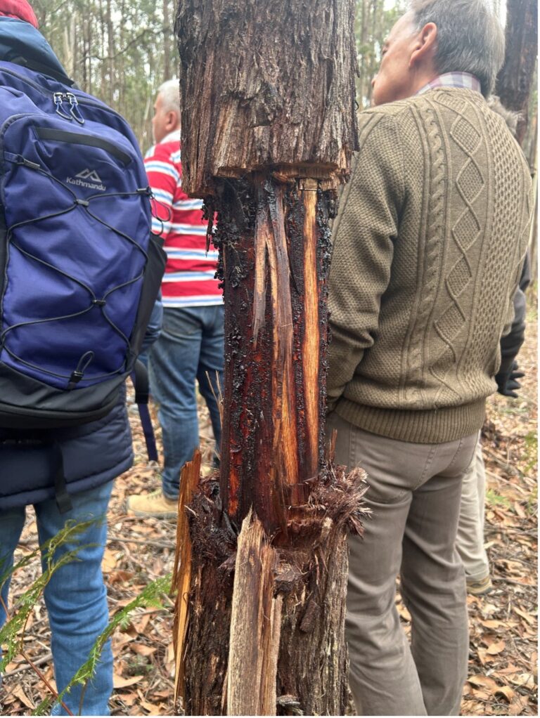 Friends of the Box-Ironbark Forests | Mount Alexander Region